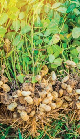 Planta De Maní Ornamental SEMILLAS DE MANÍ CHILENO – 15s